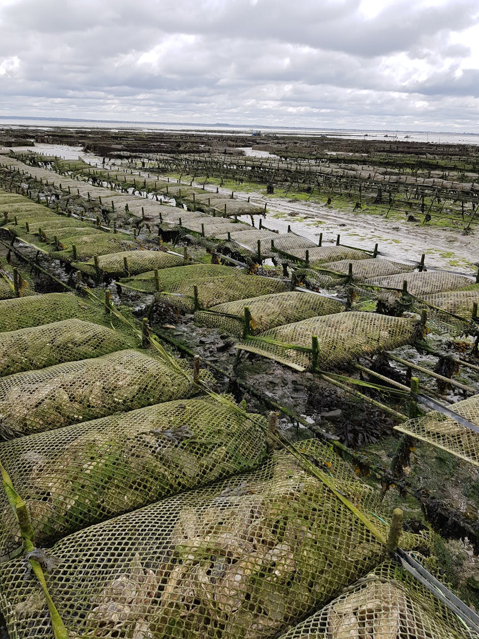 The Benefits of Using Agricultural Nets: A Comprehensive Guide - Prime ...