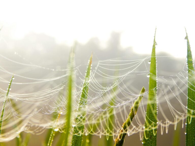 What Are Shade Nets in Agriculture? A Comprehensive Guide to Boost Crop ...